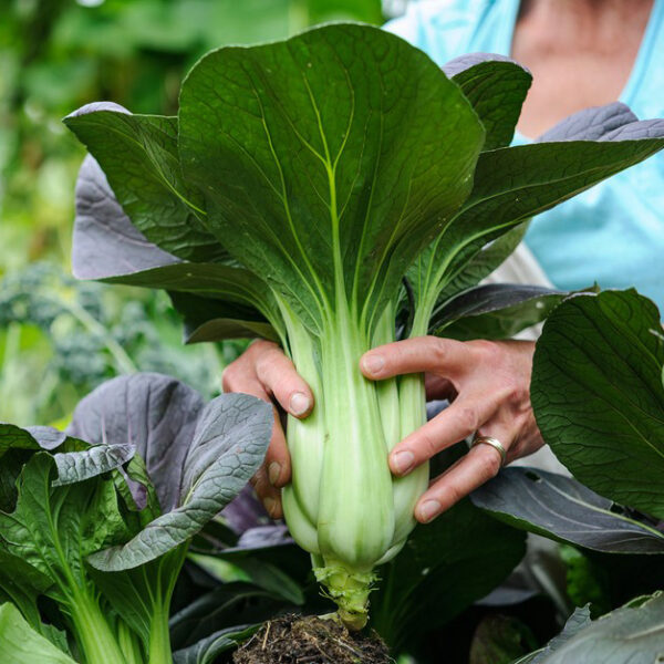 Pak Choi seeds - Australand Agriculture